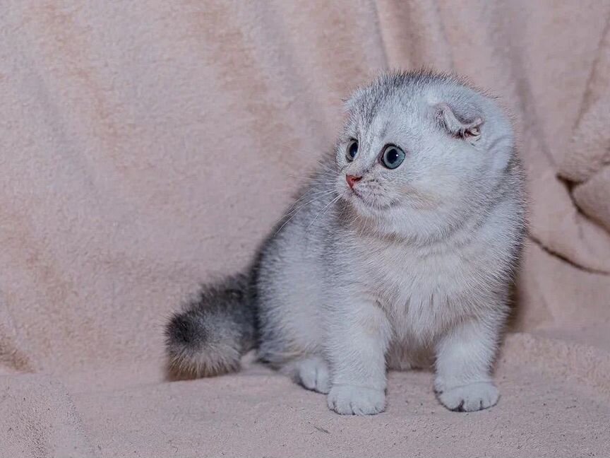 Котенок серебристая шиншилла