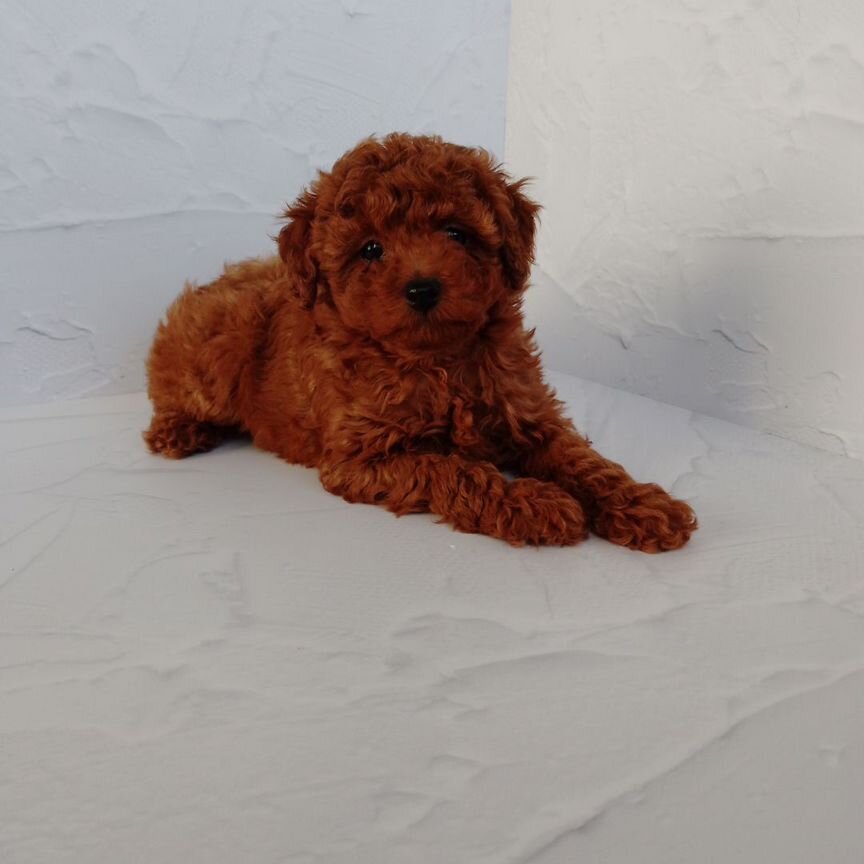 Той-пудель, щенок