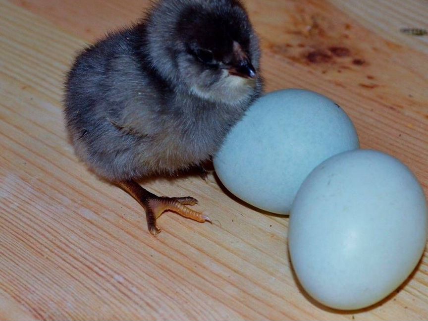 Яйца инкубационные