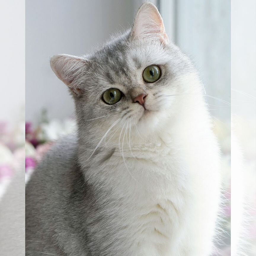 Кот в разведение голубое серебро