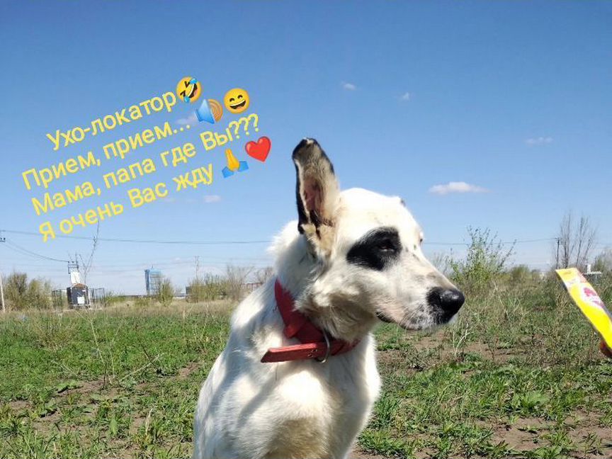 Собака в добрые руки