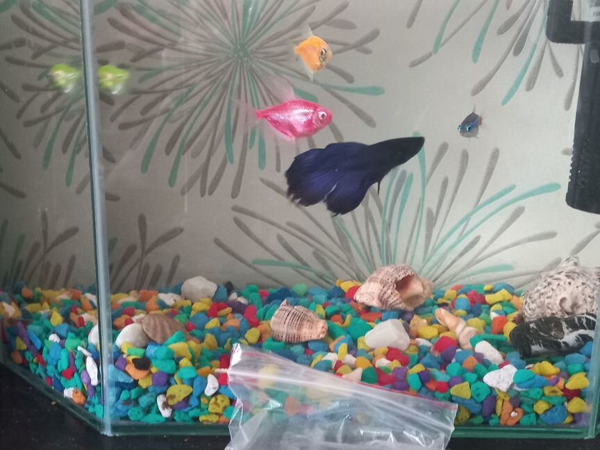 Аквариум с рыбками