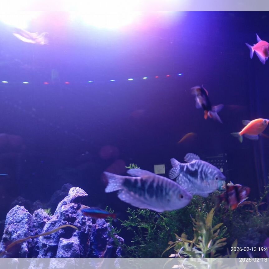 Отдам самец гурами мраморного