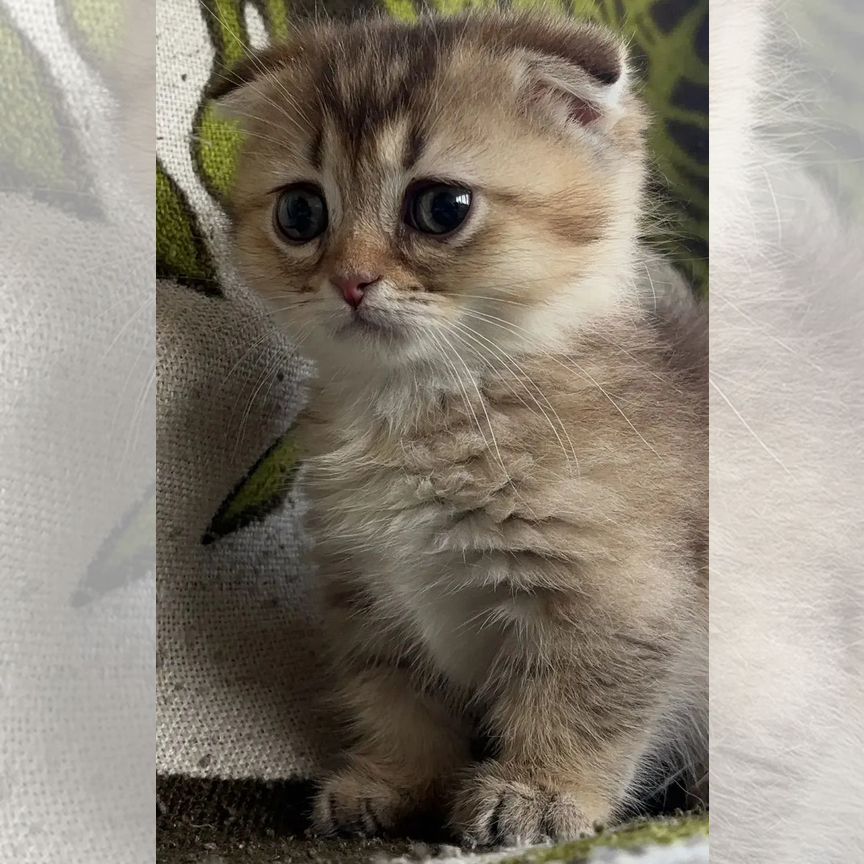 Манчкин котёнок