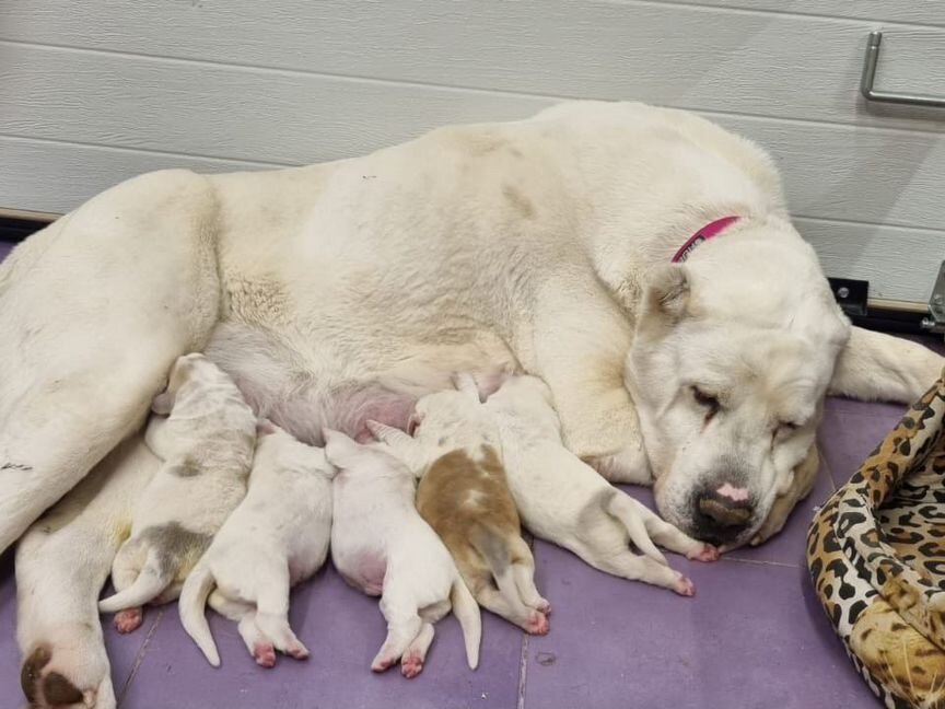 Щенки алабая