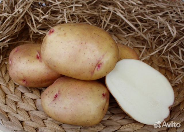 Семенной картофель купить в Воронеже | Товары для дома и дачи | Авито