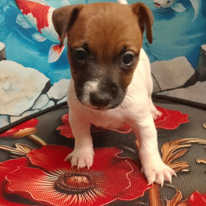 Джек-рассел-терьер, щенок