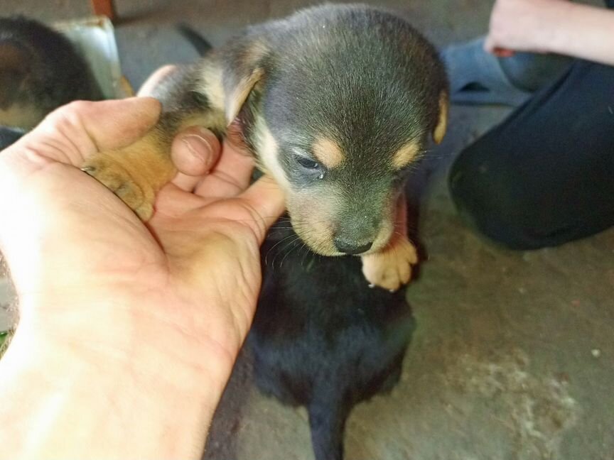 Двор терьер