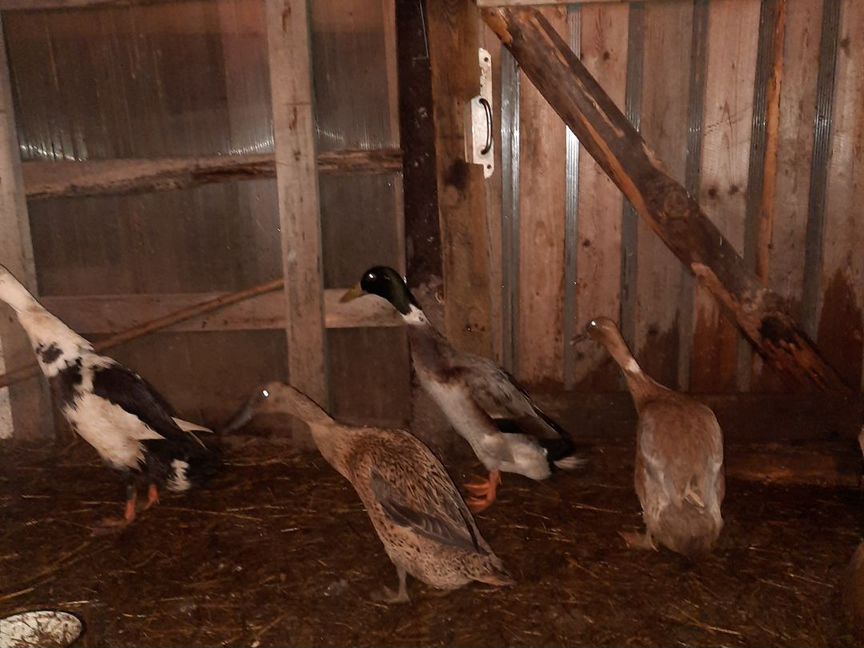 Утки индийский бегунок