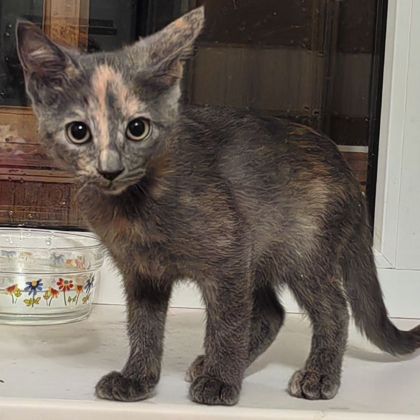 Котята,кошечки