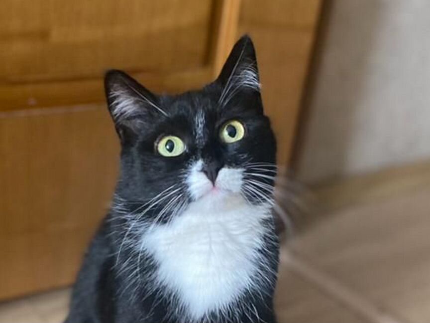 Молодая кошечка