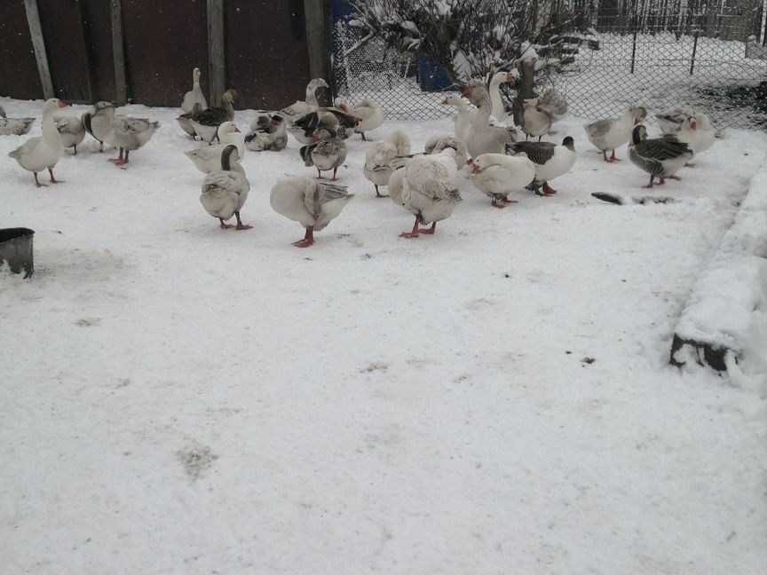 Гуси