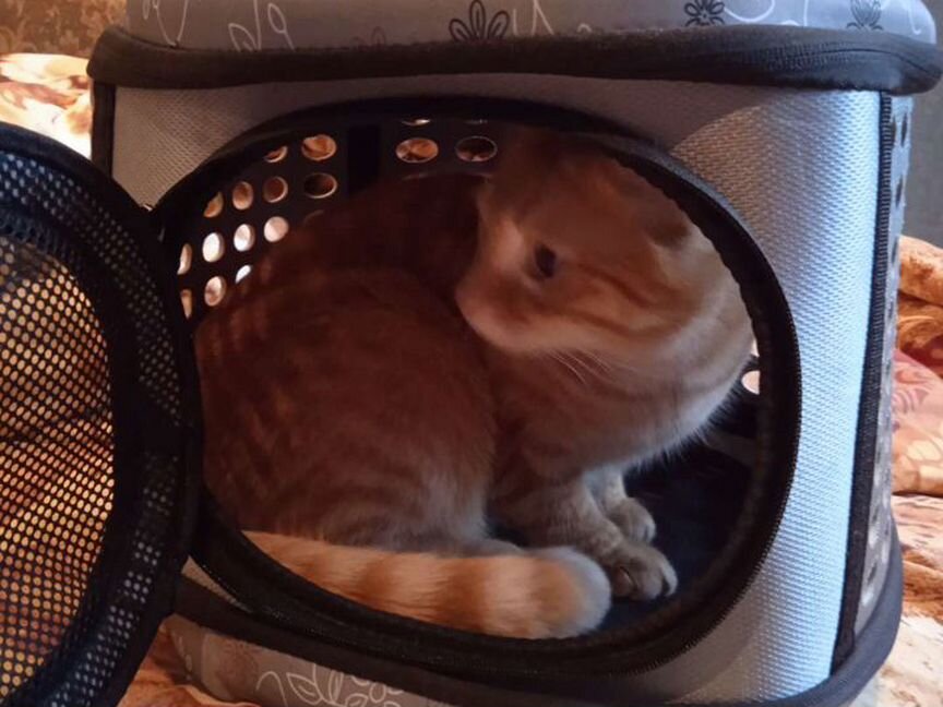Дорожная сумка для домашних питомцев, вместительна
