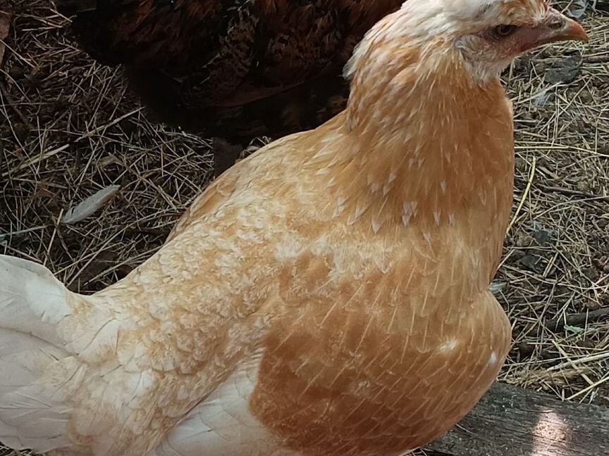 Курочки несушки