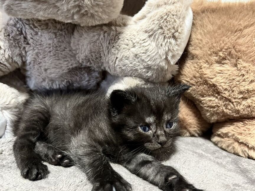 Котята мейн-кун