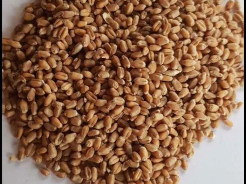 Зерно пшеница ячмень