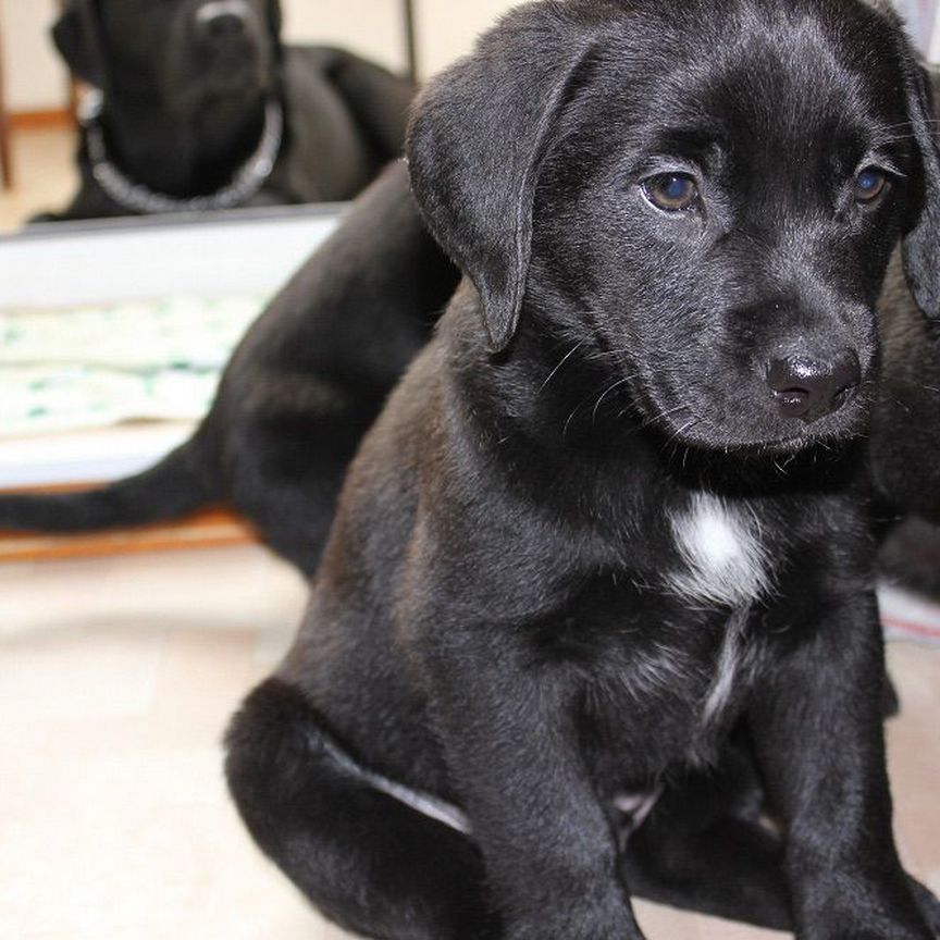 Лабрадор щенки