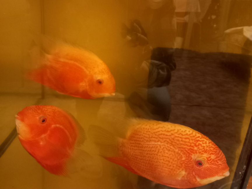 Рыба Красноточечный Северум