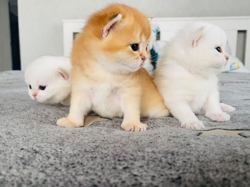 Котята серебристая шиншилла