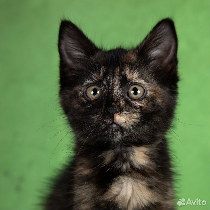 Котята в добрые руки. Тигруля)