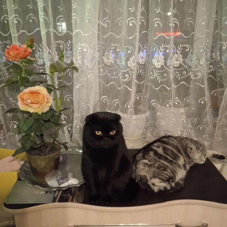 Шотландская