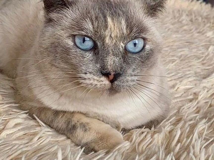 Голубоглазика стерилизована