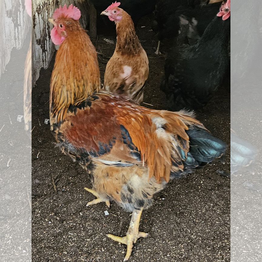 Петух крупный, молодой