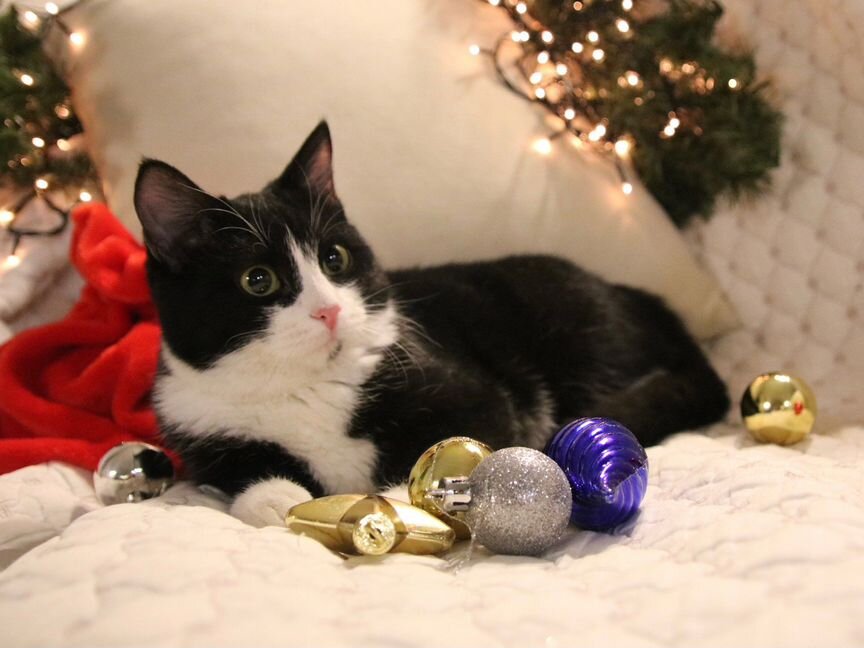 Котенок подросток девочка в добрые руки