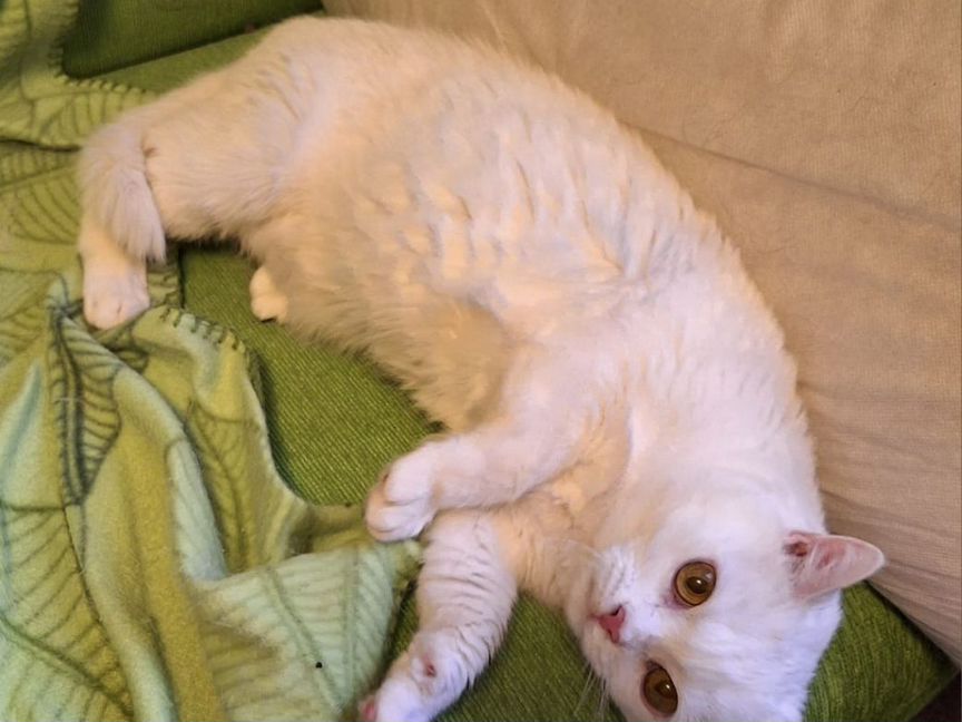 Кошка в дар бесплатно