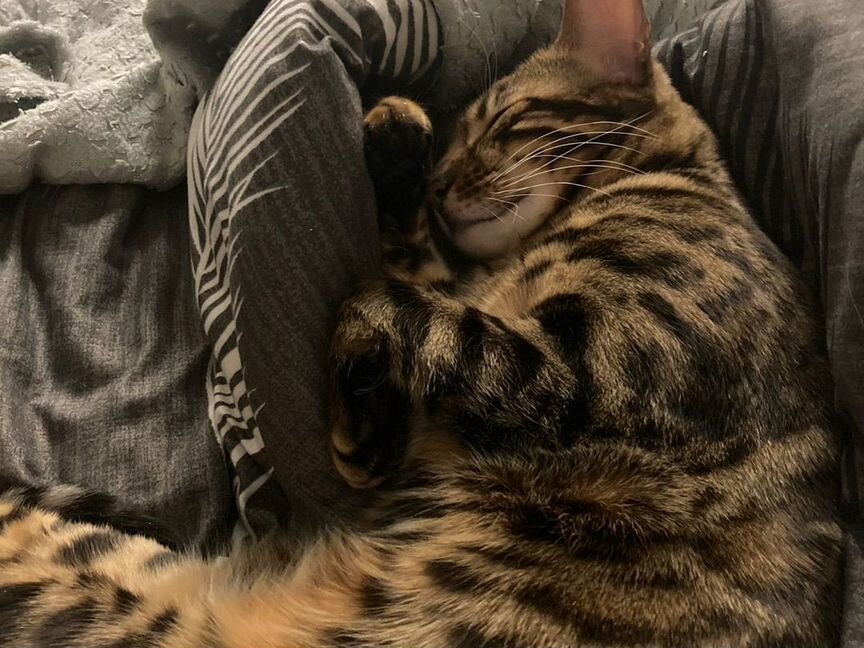 Бенгальская кошечка