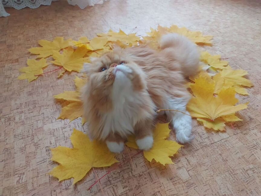 Ищем кота (вязка)