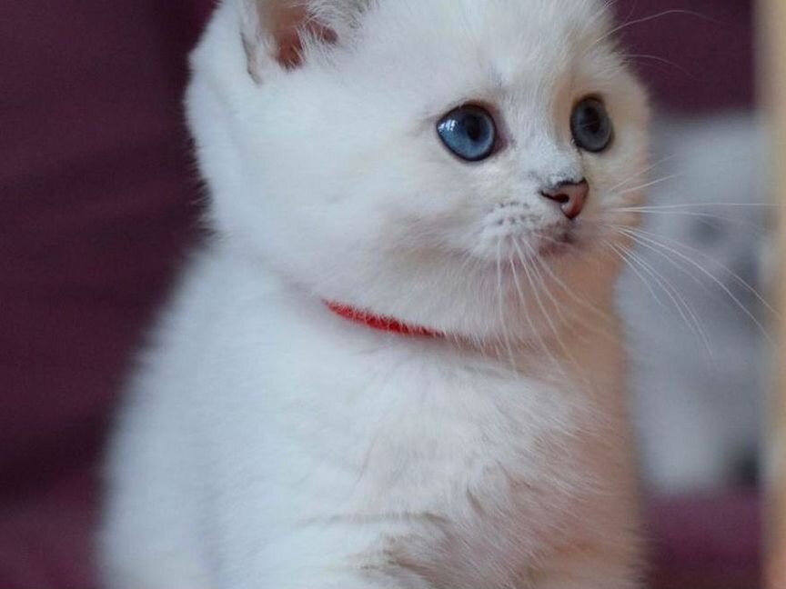 Британские котята