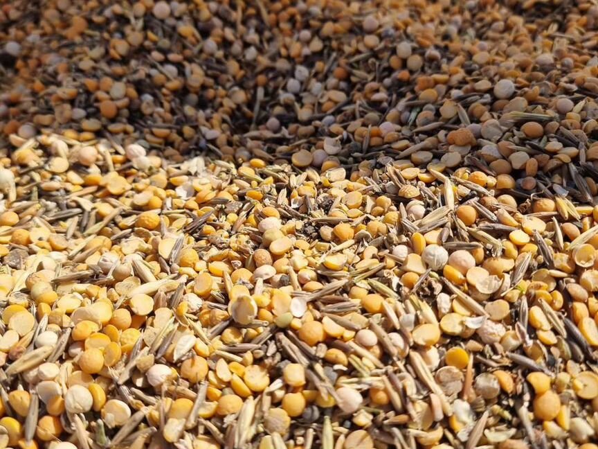 Горох кормовой