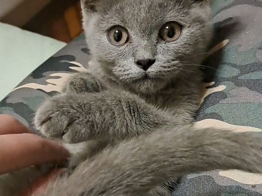 Британский котенок
