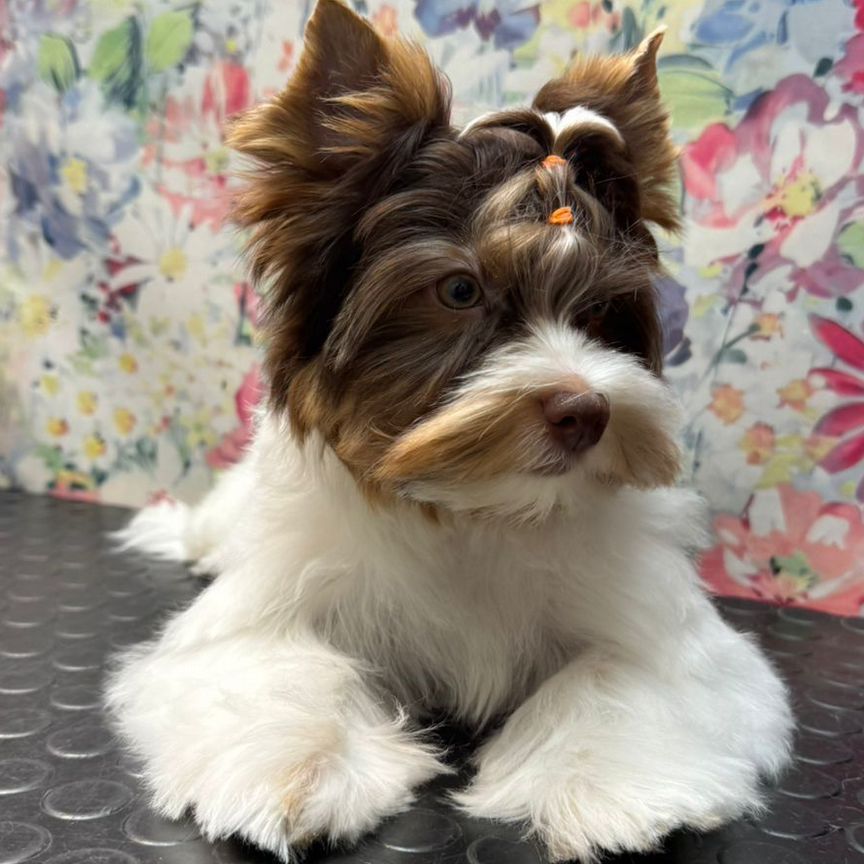 Йоркширский терьер, щенок