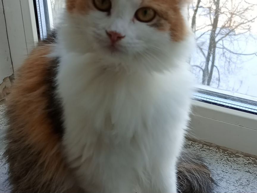 Кошечка Алиса