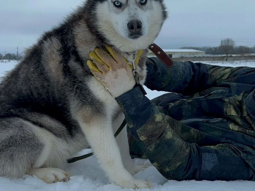 Собака Грейс в хорошую семью бесплатно