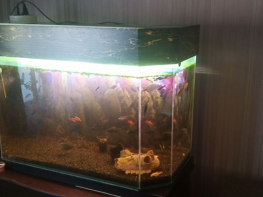 Аквариум панорамный с крышкой и освещением 175 л