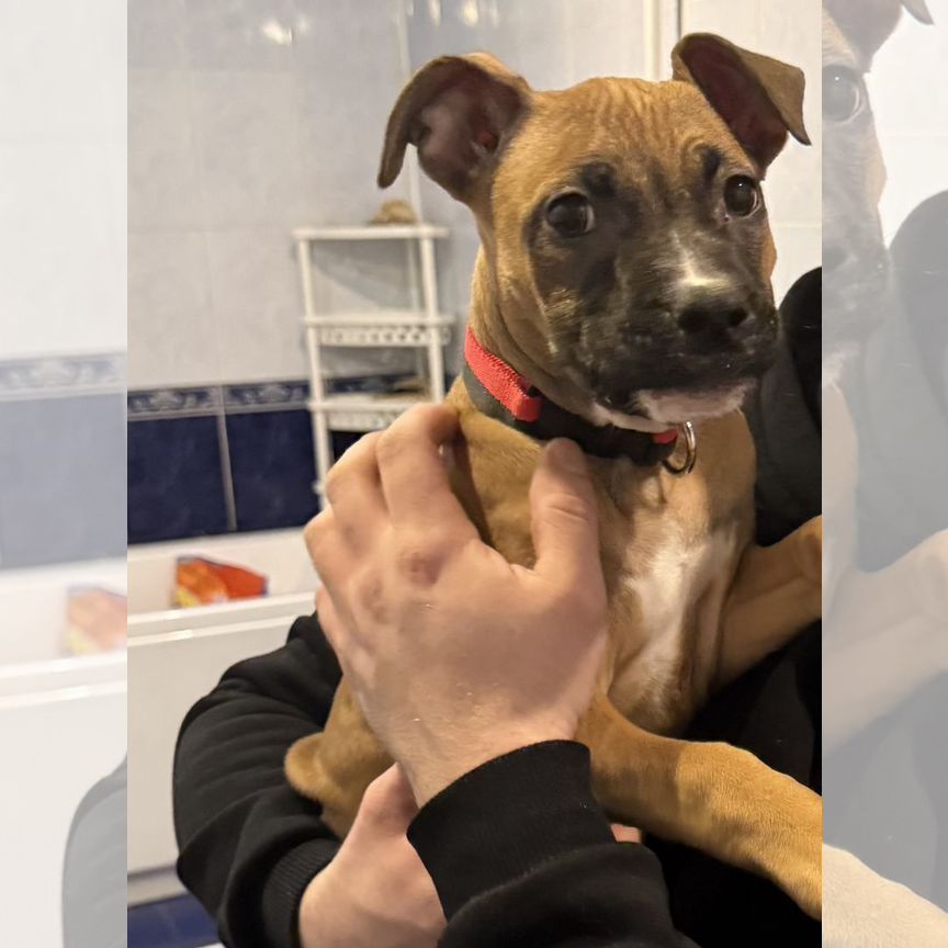 Стаффордширский бультерьер, щенок