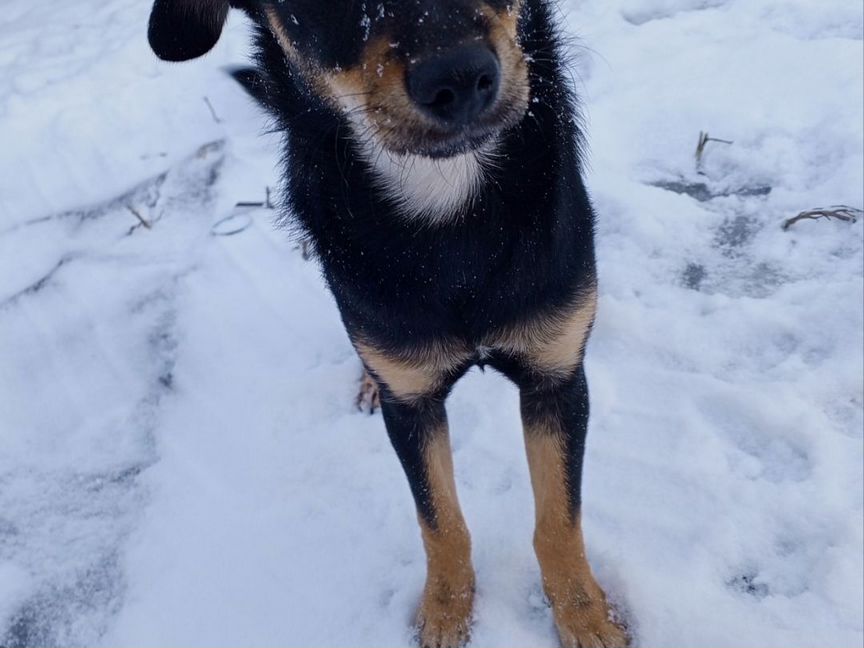 Собака в добрые руки отдам бесплатно