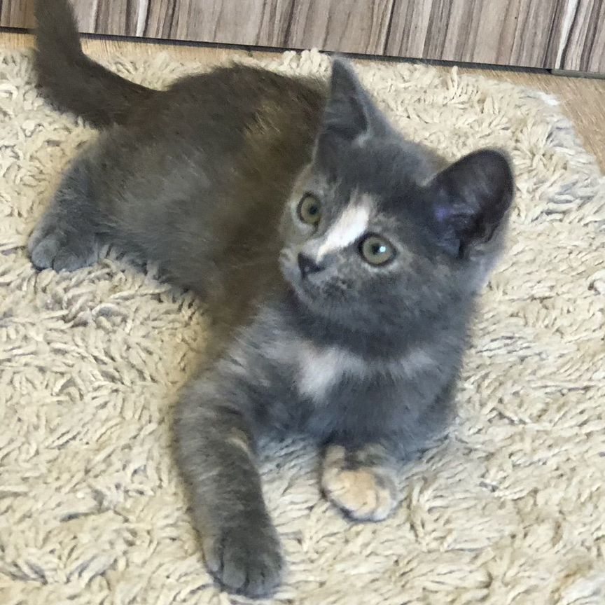 Кремово-голубая малышка ищет дом