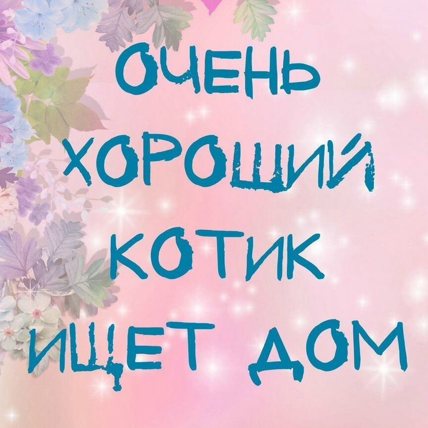 Коты в добрые руки бесплатно