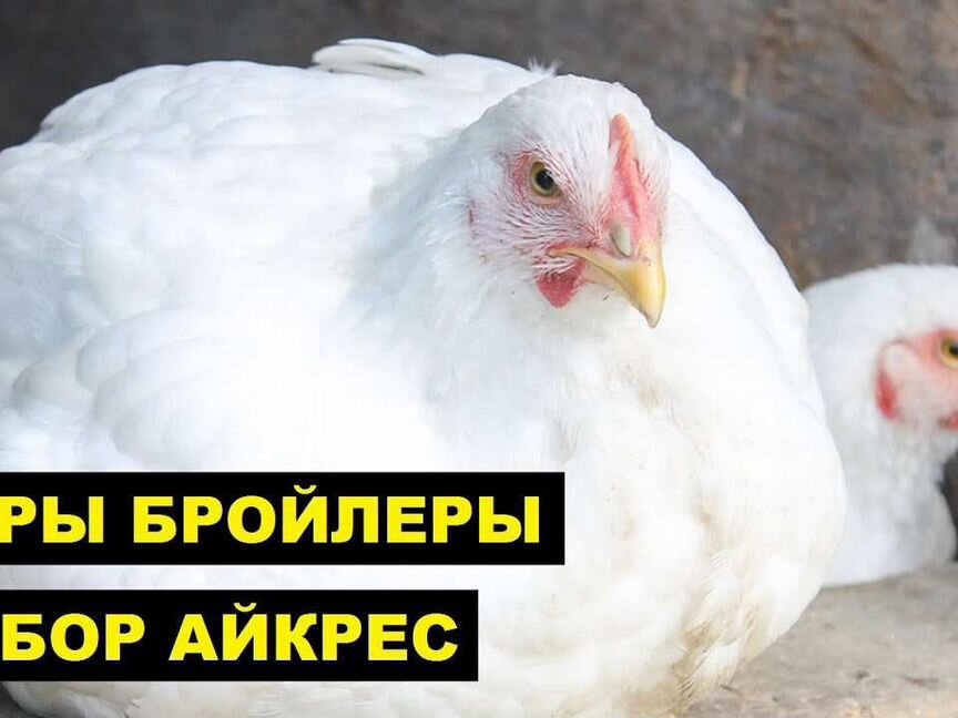 Цыплята бройлер месячные