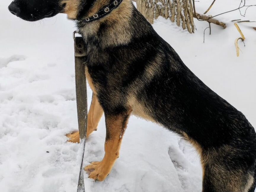 Отдадим щеночка в добрые ручки