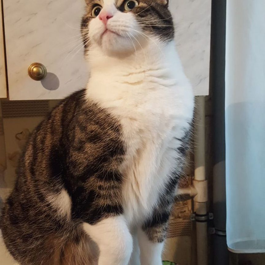 Котик кузя, 2 г., кастрирован