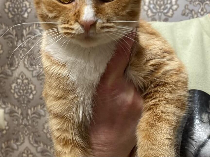 Рыжуля в добрые руки