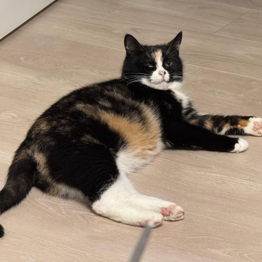 Ласковая трехцветная кошка