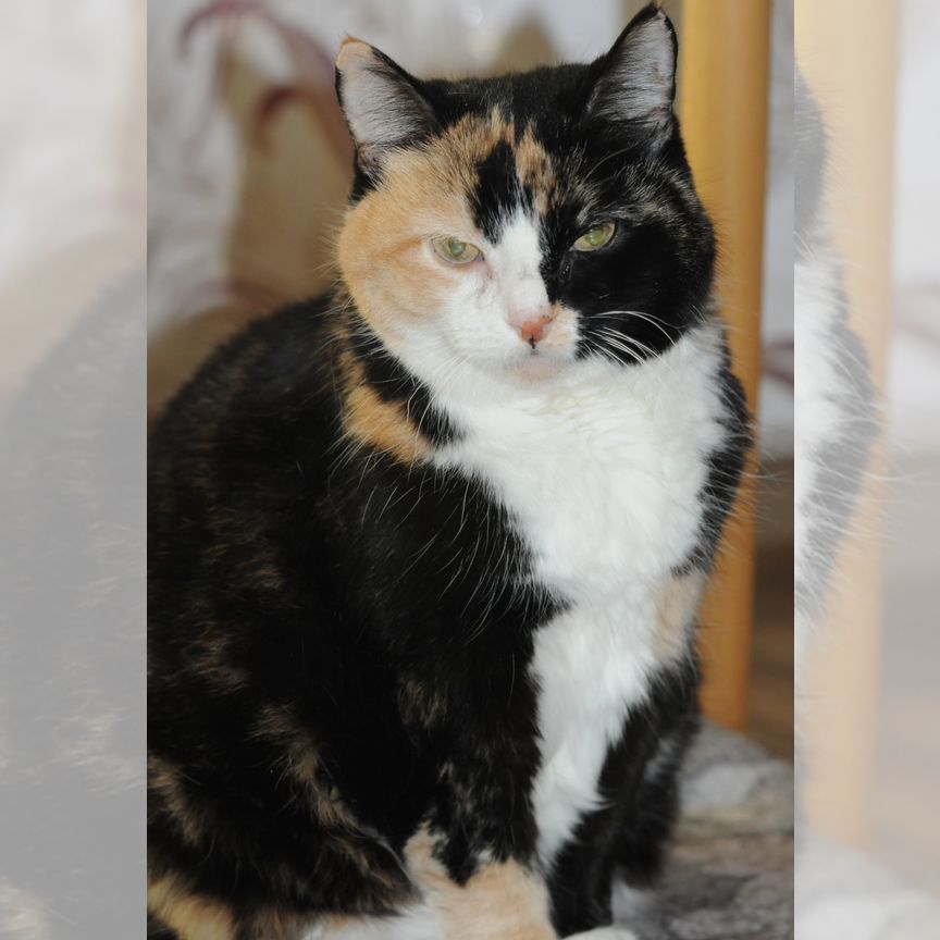 Кошка