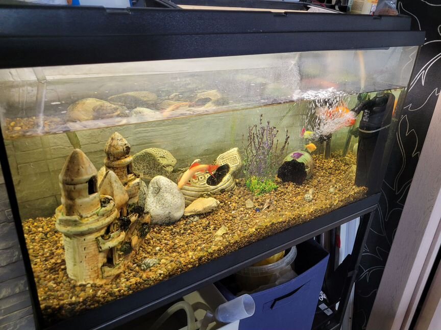 Аквариум с рыбками, камнями, фильтром, и декорация