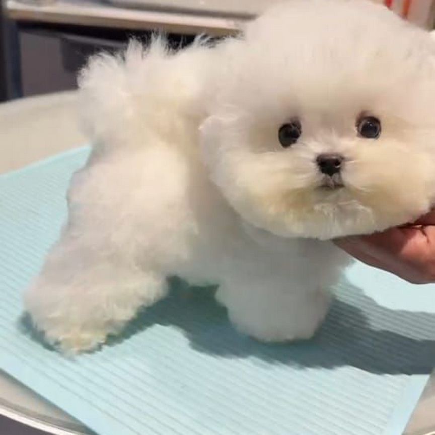 Щенки Бишон мини